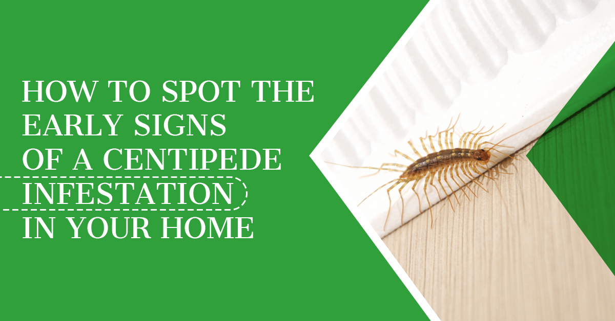 Early Signs of a Centipede Infestation in Your Home