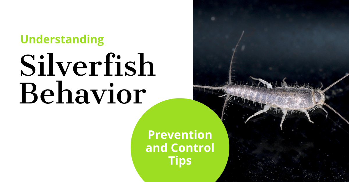 Understanding Silverfish Behavior: Prevention and Control Tips