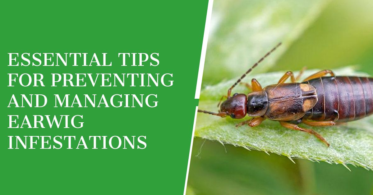 Prevent and Manage Earwig Infestations: Essential Tips