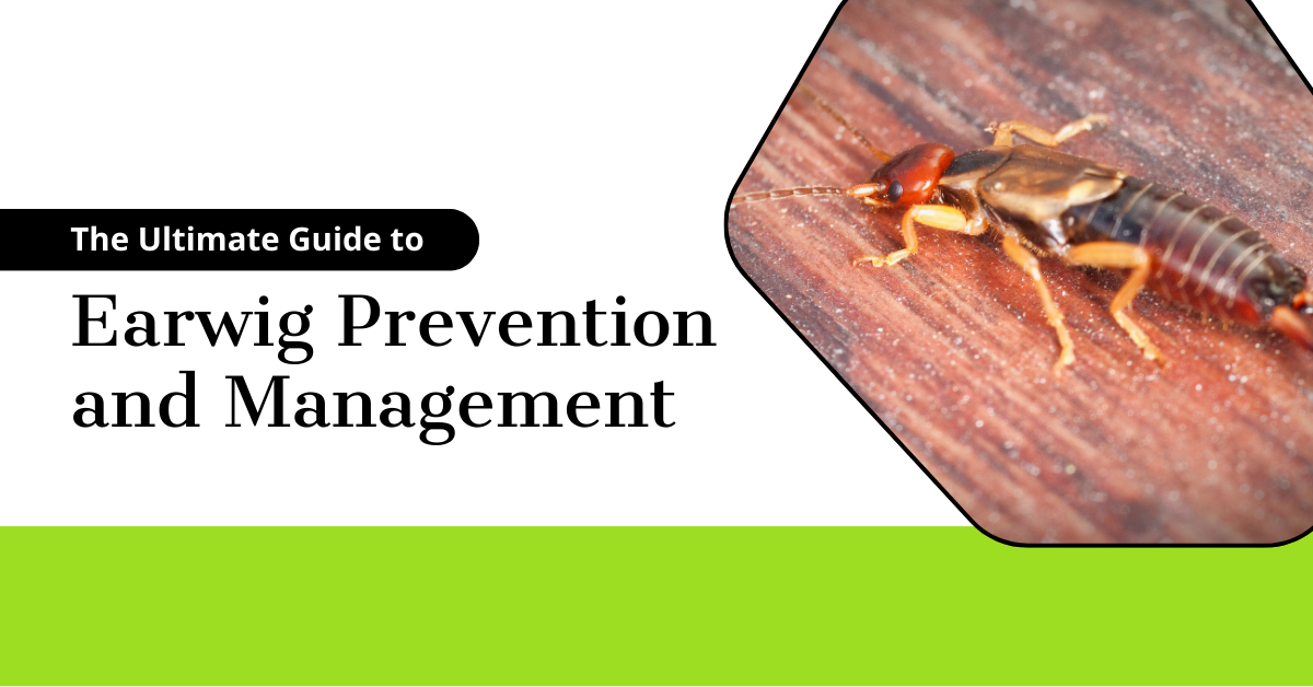 The Ultimate Guide to Earwig Prevention and Management