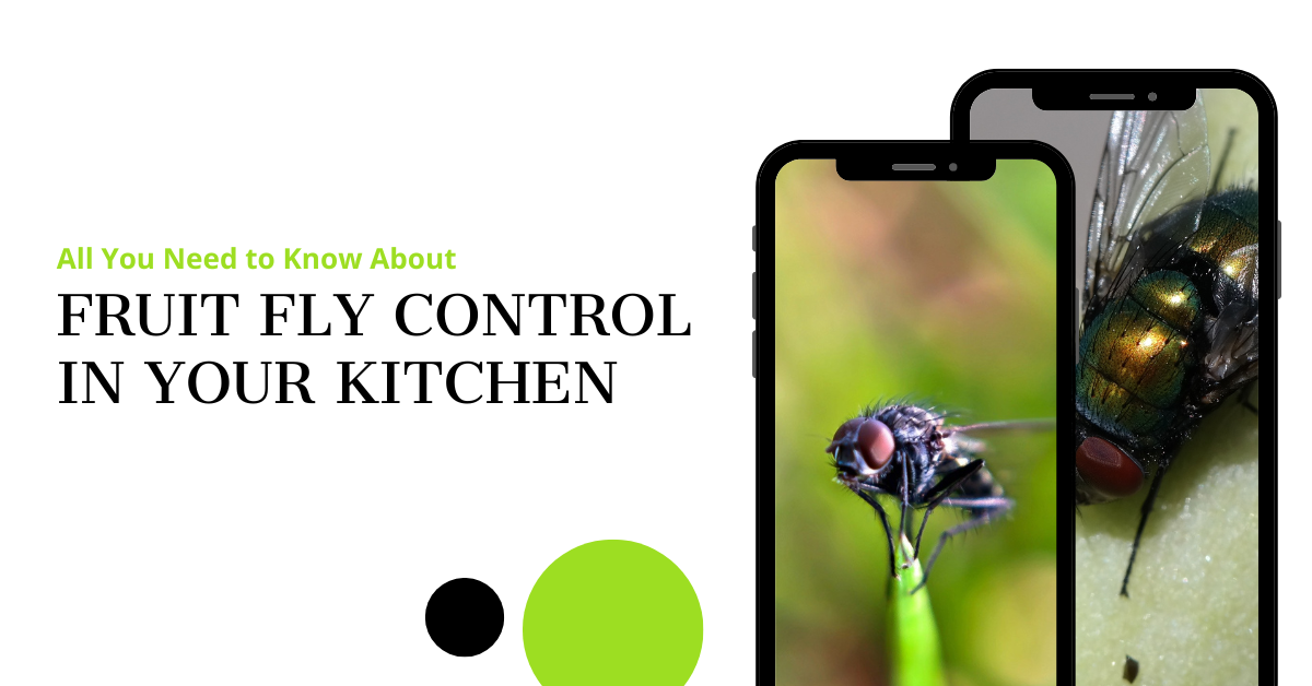 All You Need to Know About Fruit Fly Control in Your Kitchen